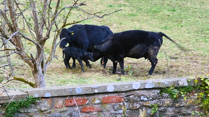A Quick Look At This Months Bottom, And A Baby Cow Is Born! – GENTLEMAN ...